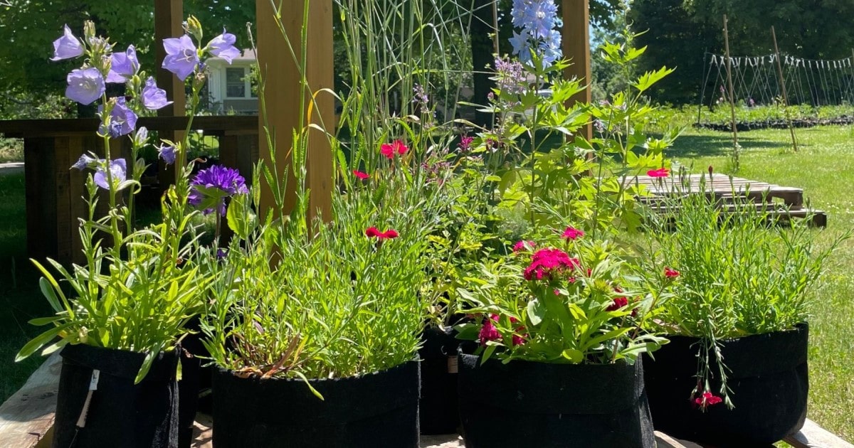 Experience a Dig Day at a Flower Farm | Call of the Kawarthas