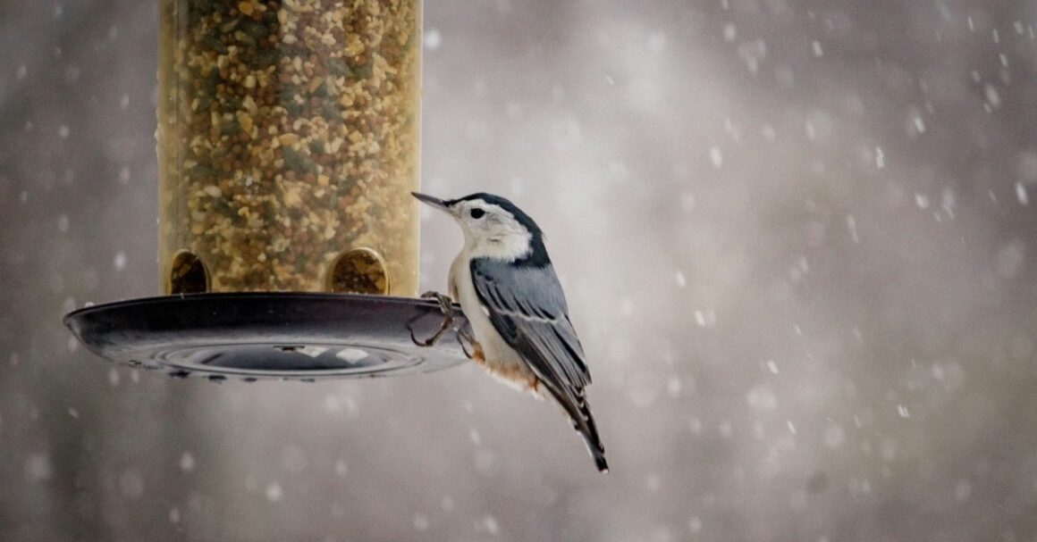 Turn your bird feeder into a research lab with Project FeederWatch
