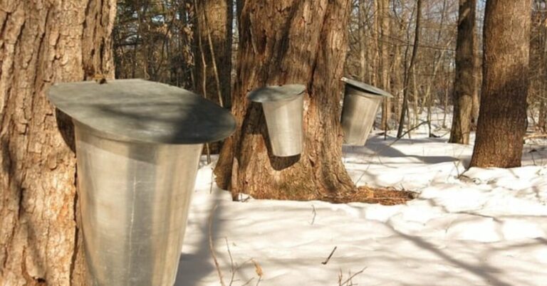 Maple syrup farms you can visit in the Kawarthas